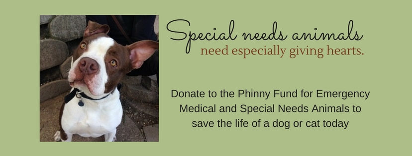 Special-needs-animals-1 – Contra Costa Humane Society