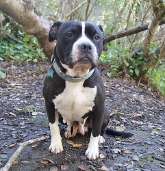 Contra Costa Humane Society Pleasant Hill, California